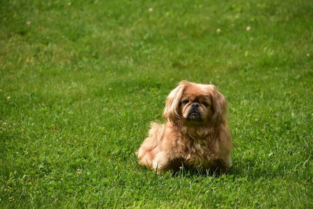 10 Popular Chinese Dog Breeds - The Pet Lovers Club